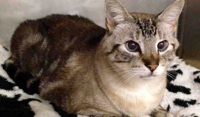 Dusty Brown Cat