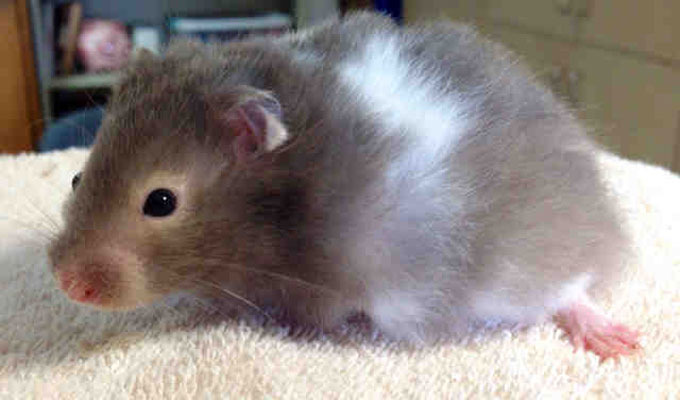 Grey And White Syrian Hamster
